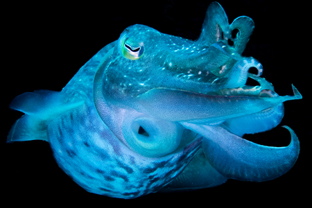 Awards Night: Nautilus Scuba Club Cairns - Underwater Photography ...