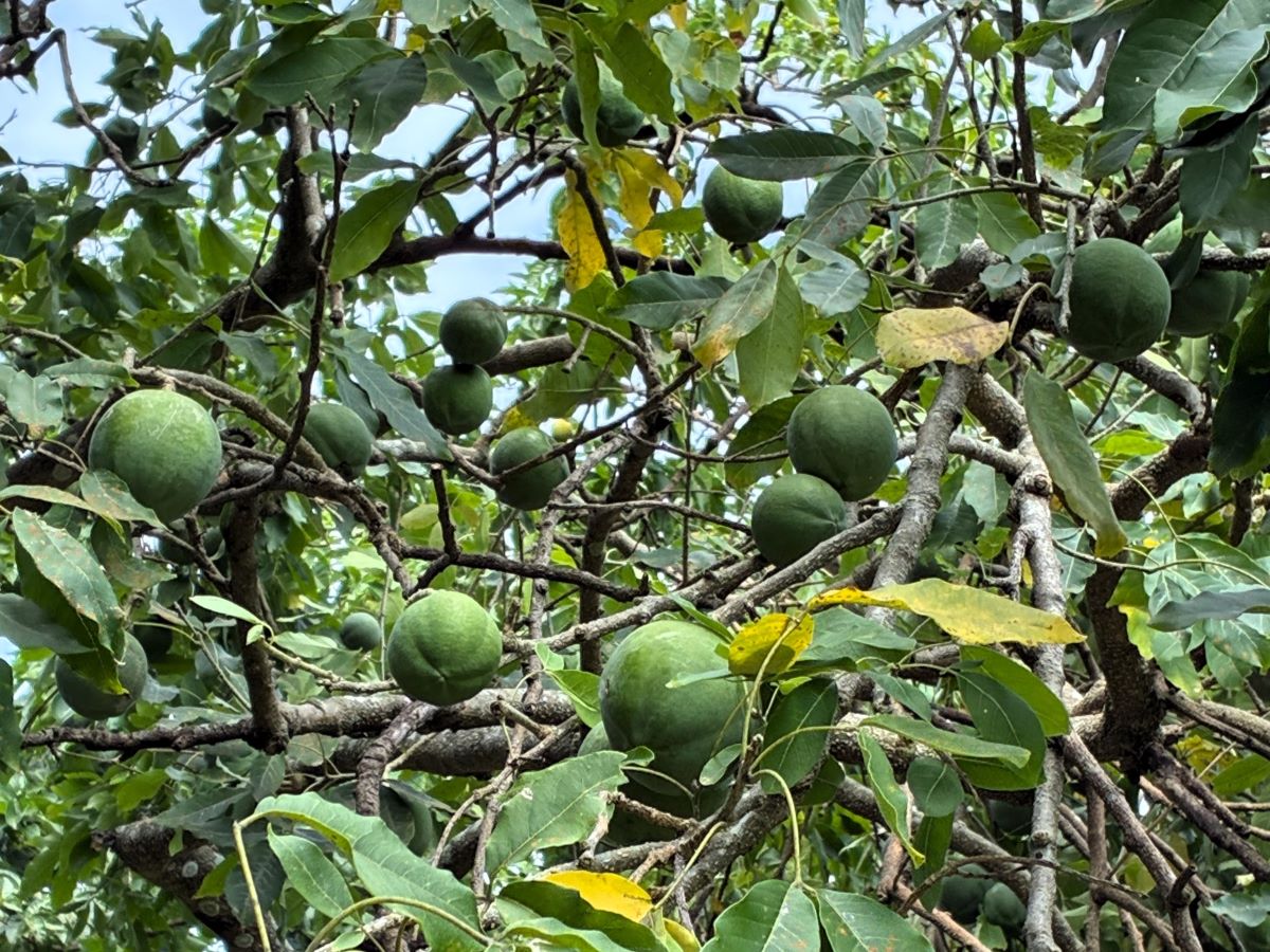 White sapote | Cairns Regional Council