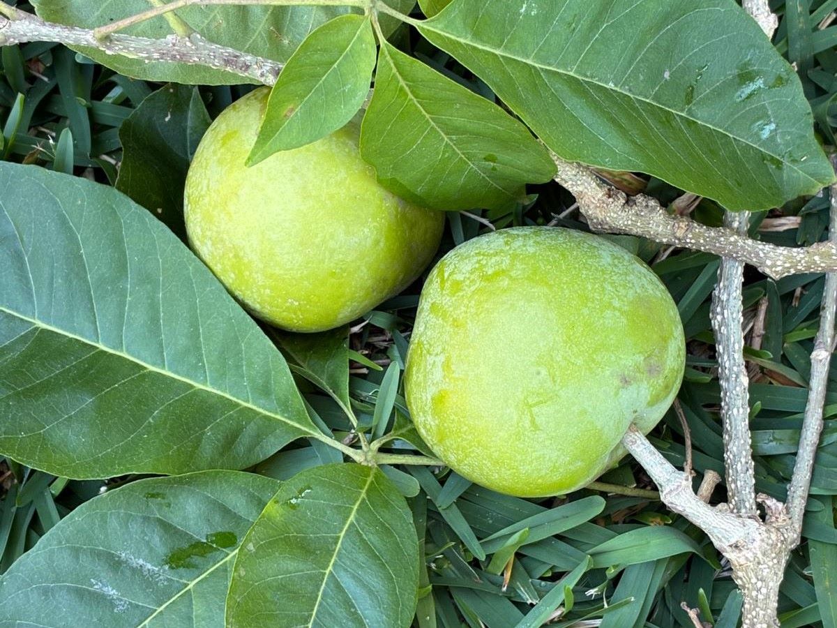 White sapote | Cairns Regional Council
