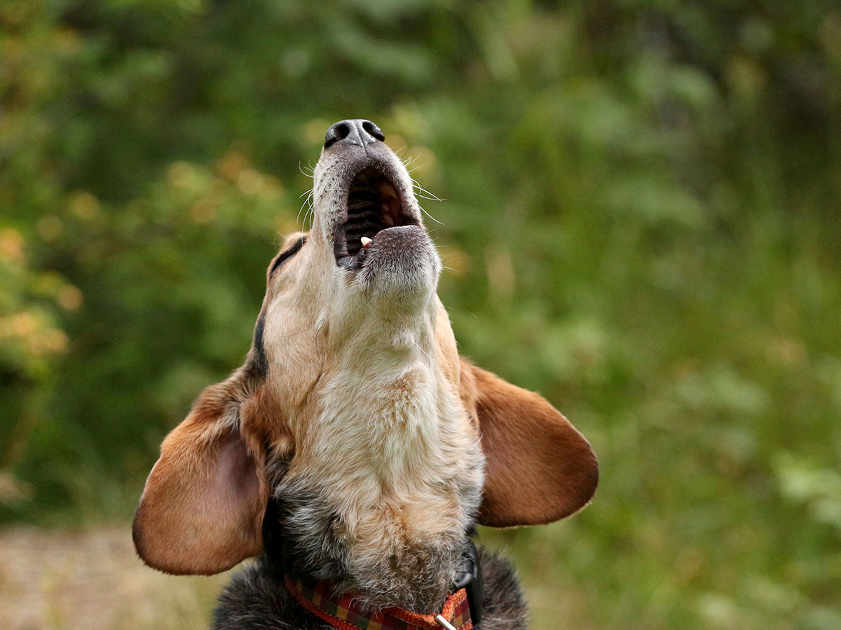 Barking Complaints Cairns Regional Council Barking Complaints Cairns Regional Council